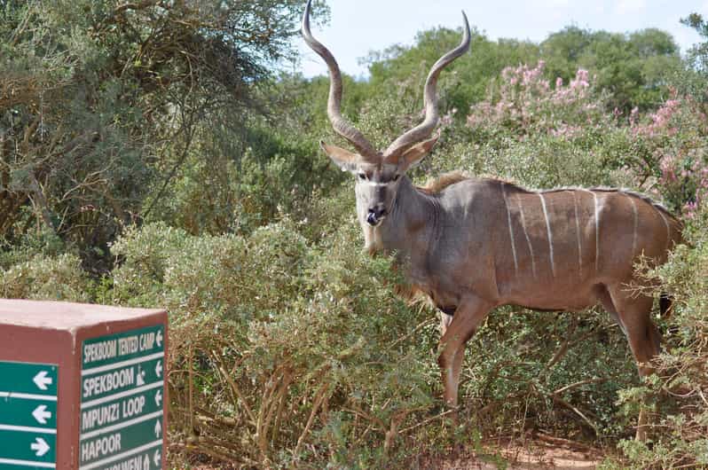Full-Day Addo Elephant National Park All Inclusive Safari | GetYourGuide