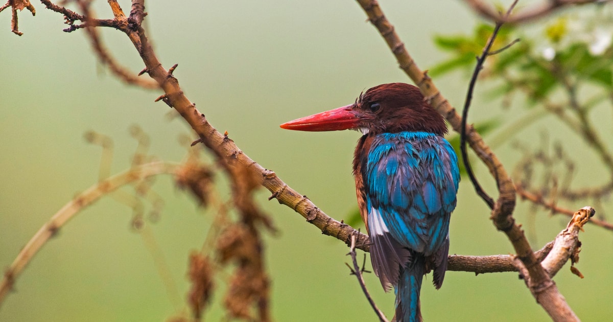 Okhla Sanctary Bird Watching Tour | GetYourGuide