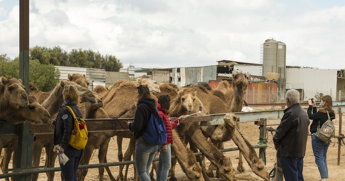 See Camel Centre, Rat Temple from Jodhpur With Bikaner Drop | GetYourGuide