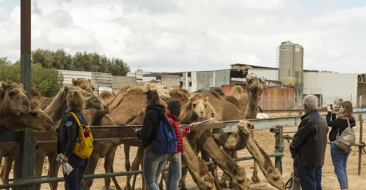 See Camel Centre, Rat Temple from Jodhpur With Bikaner Drop | GetYourGuide