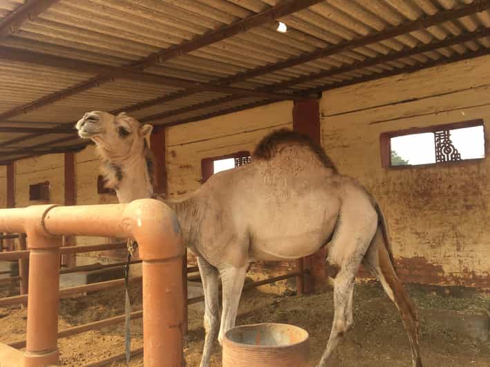 See Camel Centre, Rat Temple from Jodhpur With Bikaner Drop | GetYourGuide