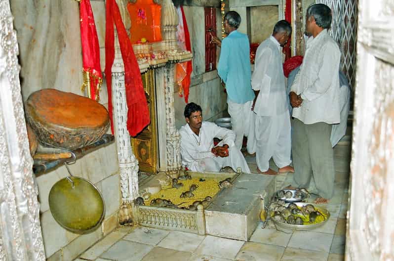 See Camel Centre, Rat Temple from Jodhpur With Bikaner Drop | GetYourGuide