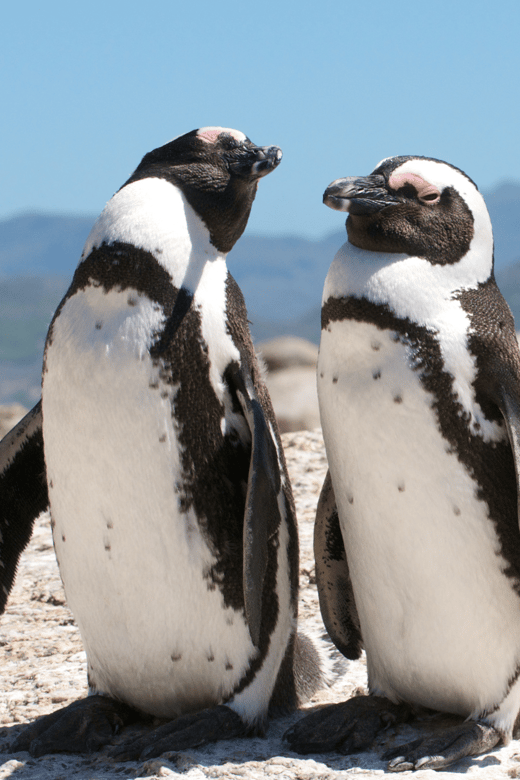 Cape Town Shore Excursion: Table Mountain & Cape Point Tour | GetYourGuide