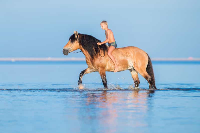 Horse Riding Two Hours in hurghada on the beach and desert | GetYourGuide