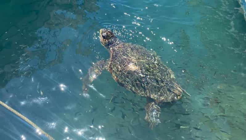 Turtle Trip and Keri Caves | GetYourGuide