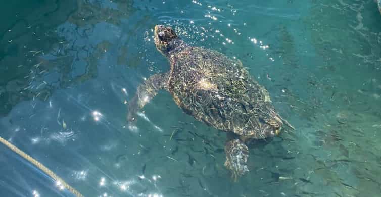 Turtle Trip and Keri Caves | GetYourGuide