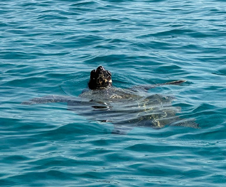 Zakynthos: Turtle Island, Cameo and Keri Caves + Transport | GetYourGuide