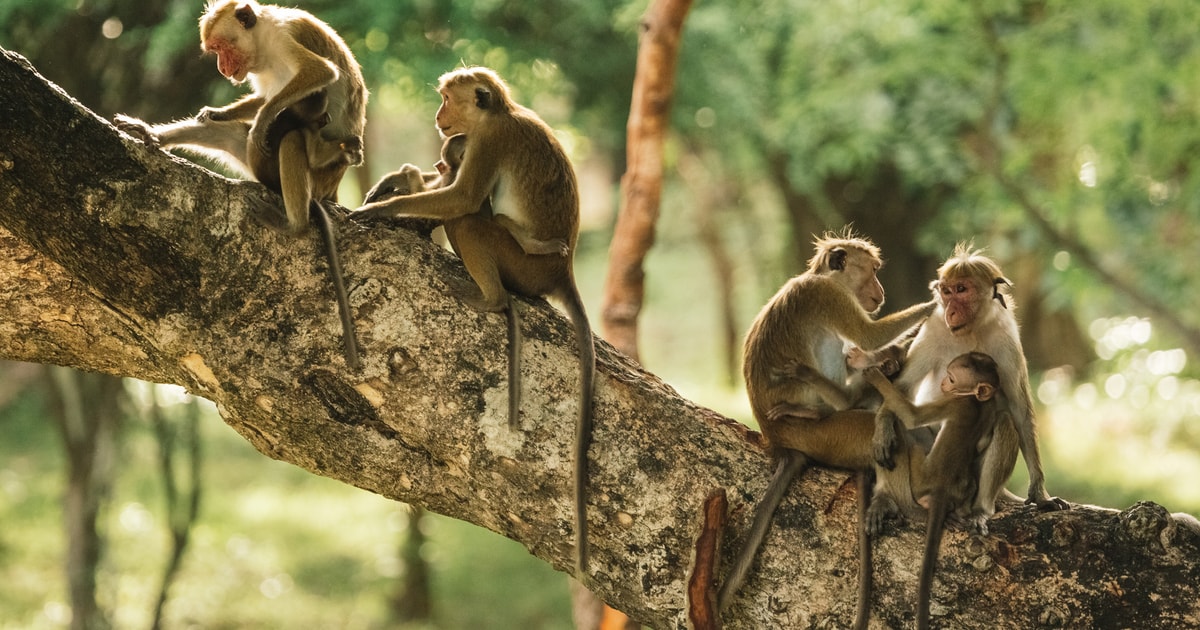 Sandoval Lago Tambopata 4 días 3 noches: Arcilla del Guacamayo Chuncho ...