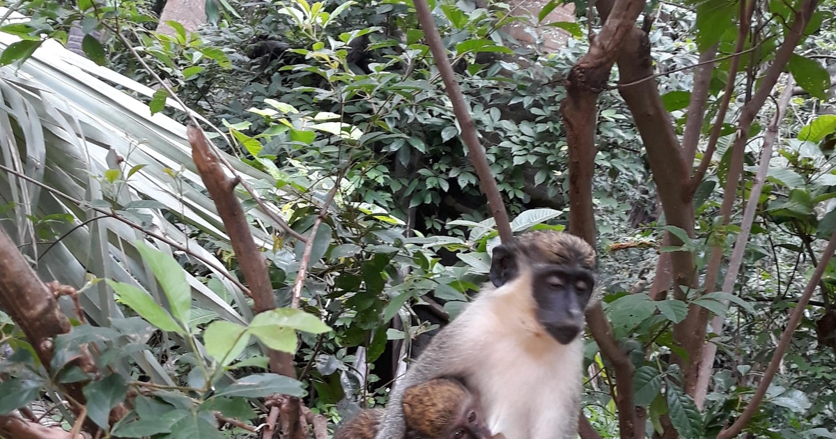 Banjul: Tour di un giorno con 7 attrazioni e parco delle scimmie ...