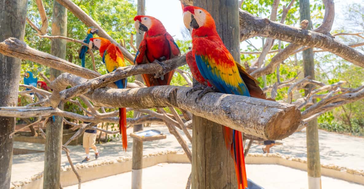 Isla Barú: Recorrido en Aviario Nacional de Colombia y Mambo | GetYourGuide