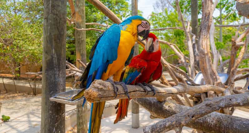 Isla Barú: Recorrido en Aviario Nacional de Colombia y Mambo | GetYourGuide