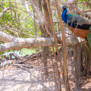 Isla Barú: Recorrido en Aviario Nacional de Colombia y Mambo | GetYourGuide