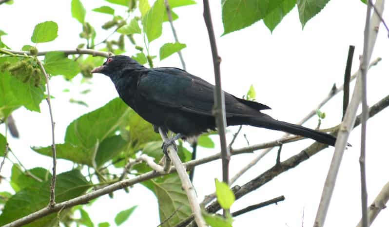Sri Lanka green bless- ultimate 2 days trip to enjoy nature | GetYourGuide