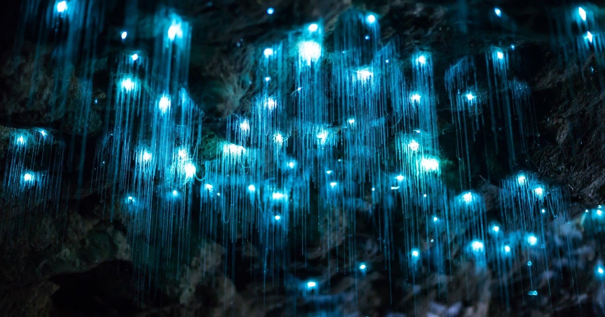 Brisbane: Daytime Glow Worm Caves Hop-on Hop-off Bus Tour | GetYourGuide