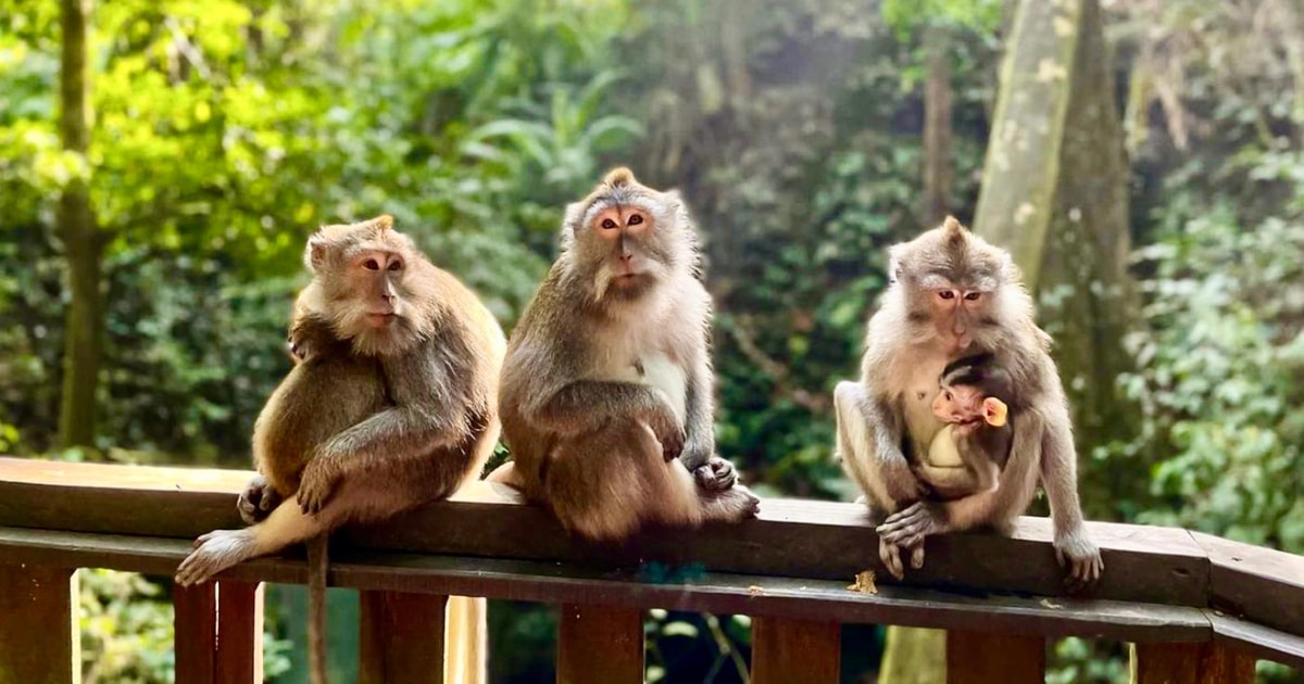 Ubud: Monkey Forest Sanctuary & Jungle Swing Tour | GetYourGuide