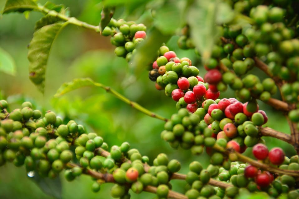 Day Tour To Fairview Coffee Farm | GetYourGuide