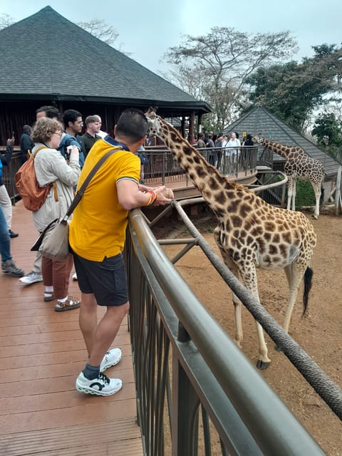 Nairobi tour to Giraffe center, Sheldrick & Kobe beads | GetYourGuide