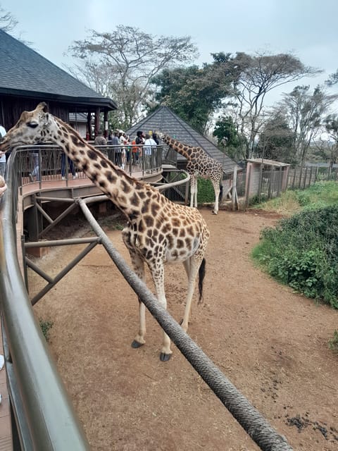 Nairobi tour to Giraffe center, Sheldrick & Kobe beads | GetYourGuide