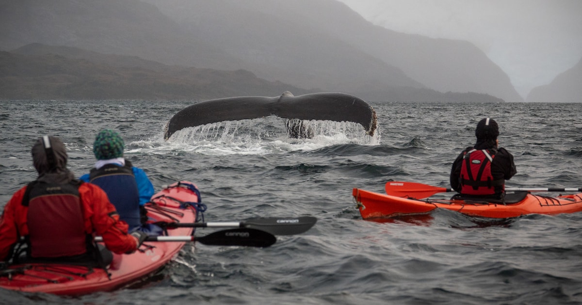 Kayaking Trip: Whales and Wildlife | GetYourGuide