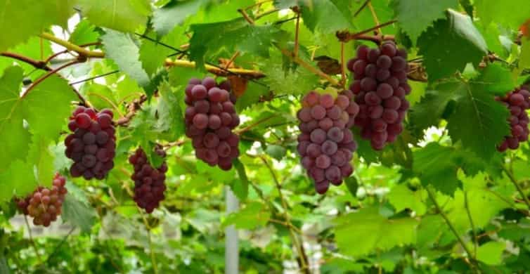 From Shinjuku: Mt. Fuji Panoramic Ropeway and Fruit Picking | GetYourGuide