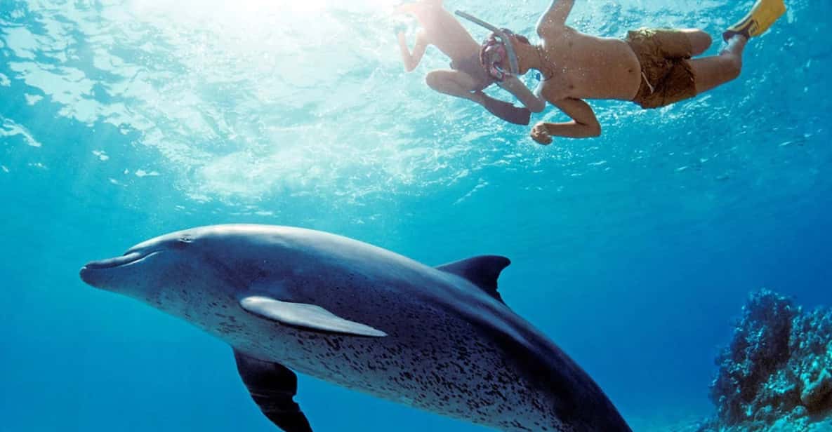 Hurghada: Cruise dolfijnen kijken, snorkelen & lunch | GetYourGuide