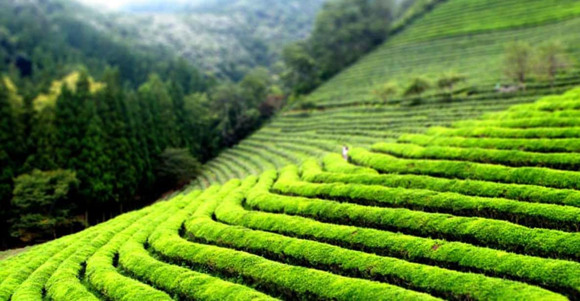 DAY TOUR TO KIAMBETHU TEA FARM | GetYourGuide