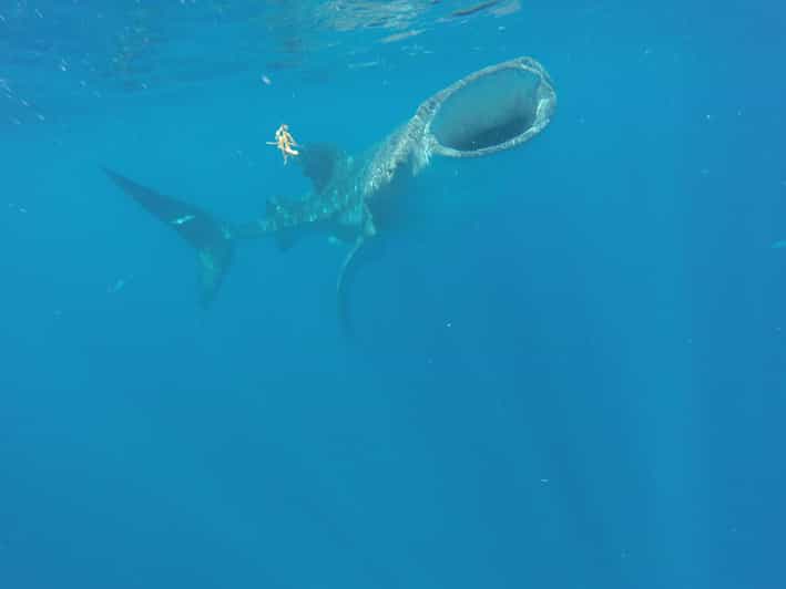 From Akumal: Whale Shark Tour | GetYourGuide