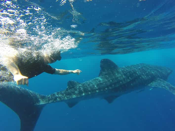 From Akumal: Whale Shark Tour | GetYourGuide