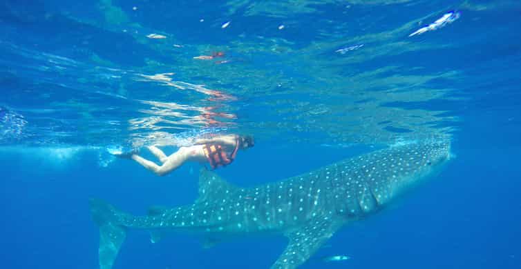 From Akumal: Whale Shark Tour | GetYourGuide