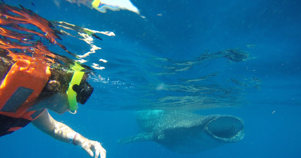 From Akumal: Whale Shark Tour | GetYourGuide