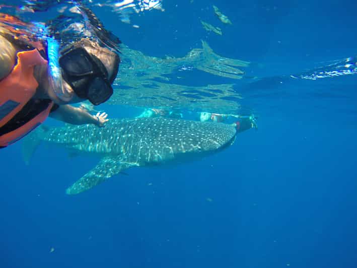 From Akumal: Whale Shark Tour | GetYourGuide