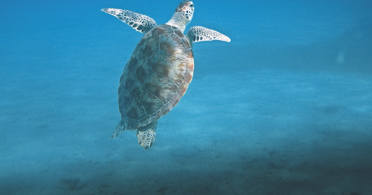 Bali: Ultimate Snorkeling Tour | GetYourGuide