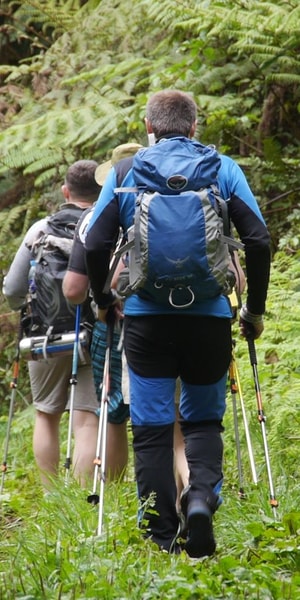 Day trip from Moshi to Mandara Hut Kilimanjaro National Park | GetYourGuide