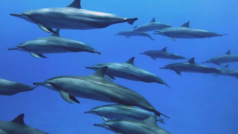 Zanzibar: Dolphin Snorkeling, Jozani Forest & Kuza Cave Tour | GetYourGuide