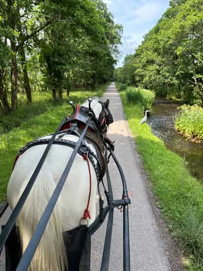Killarney National Park: Horse Carriage Private Tour | GetYourGuide