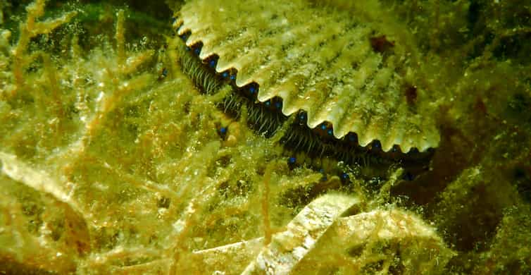 Homosassa: Snorkel & Scallop Hunt in Gulf of Mexico | GetYourGuide