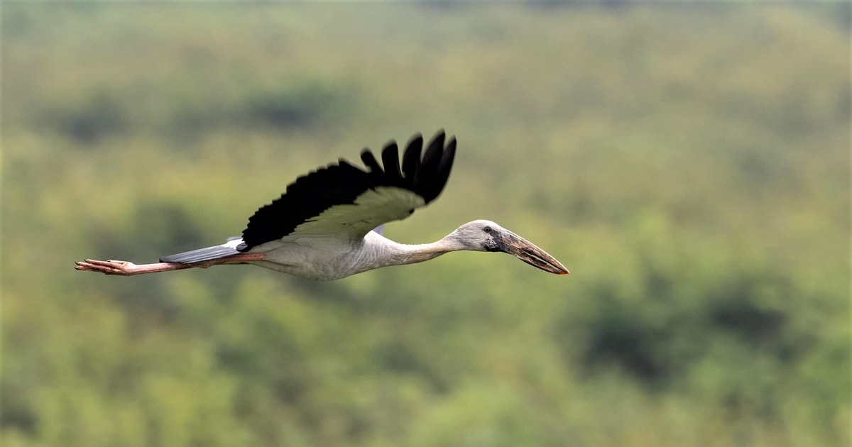 Prek Toal Birds Sanctuary & floating Village Private Tour | GetYourGuide