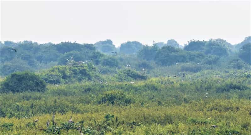 Prek Toal Birds Sanctuary & floating Village Private Tour | GetYourGuide