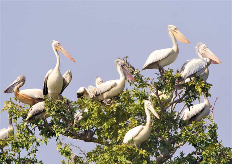 Prek Toal Birds Sanctuary & floating Village Private Tour | GetYourGuide