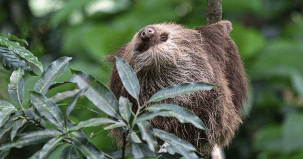 Sloth Sanctuary and Wildlife Rescue Center with Lunch | GetYourGuide