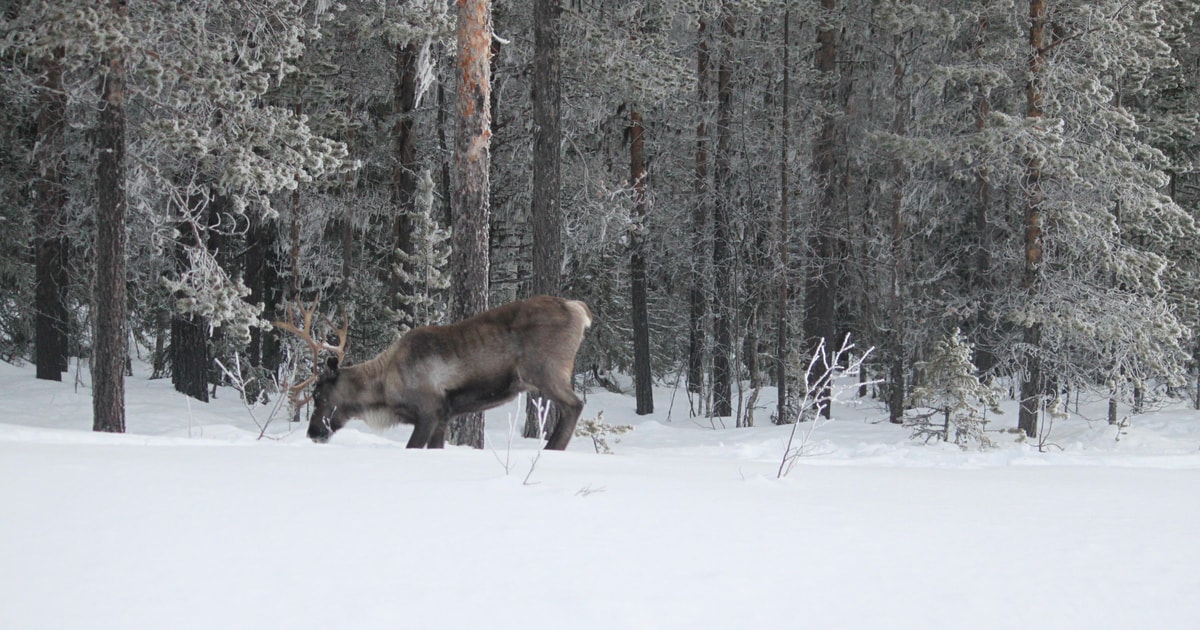 Sápmi Experience | GetYourGuide