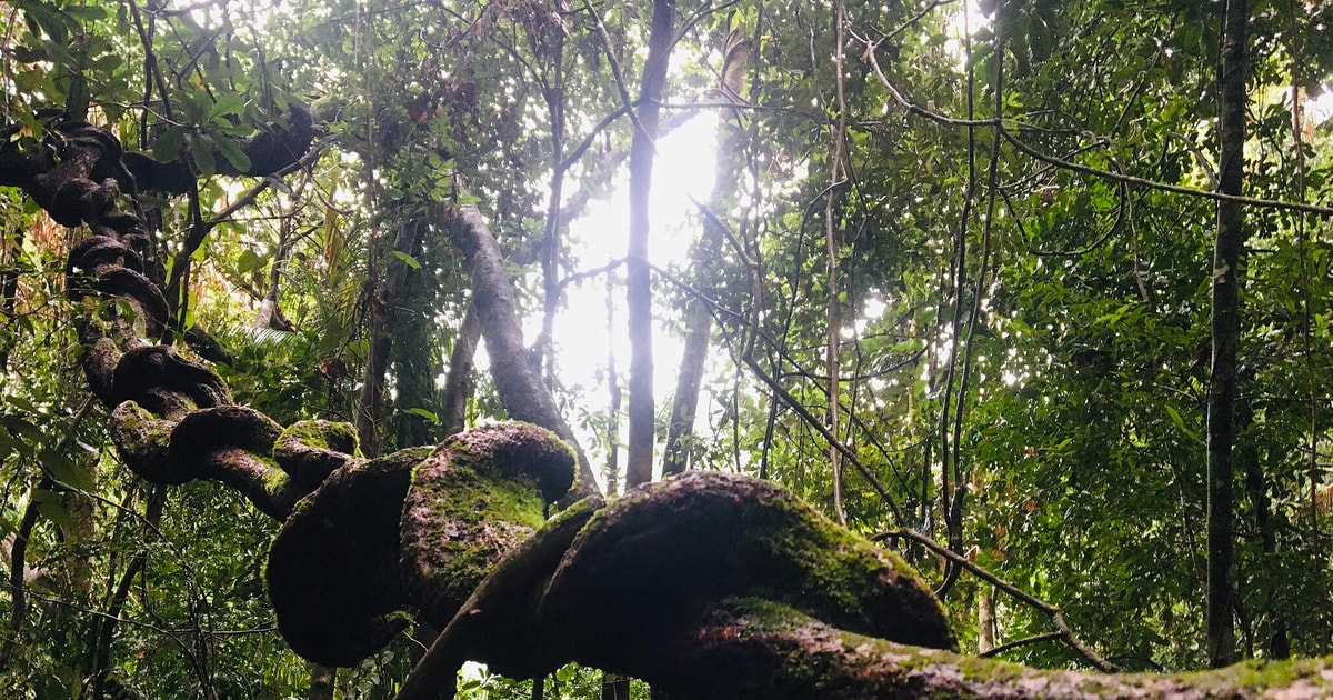 All-Inclusive - Sinharaja Rainforest Trek | GetYourGuide