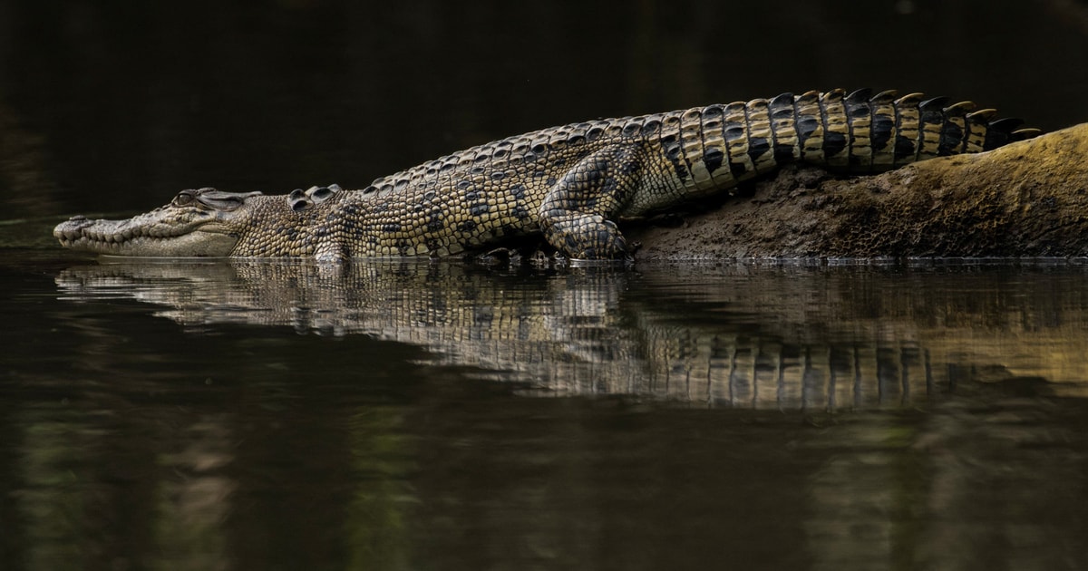 Mossman: Daintree regenwoud reis met krokodillen cruise | GetYourGuide