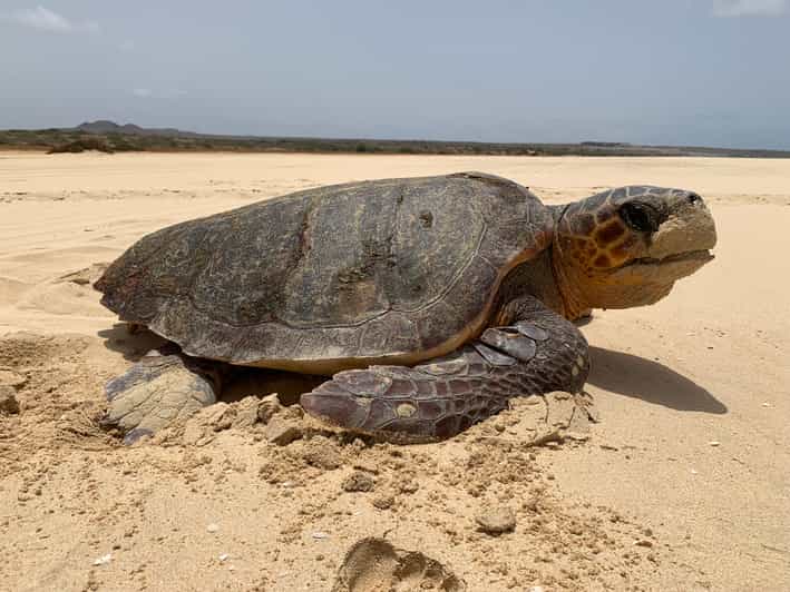 From Boa Vista: Turtle Watching and Nesting Evening Tour | GetYourGuide