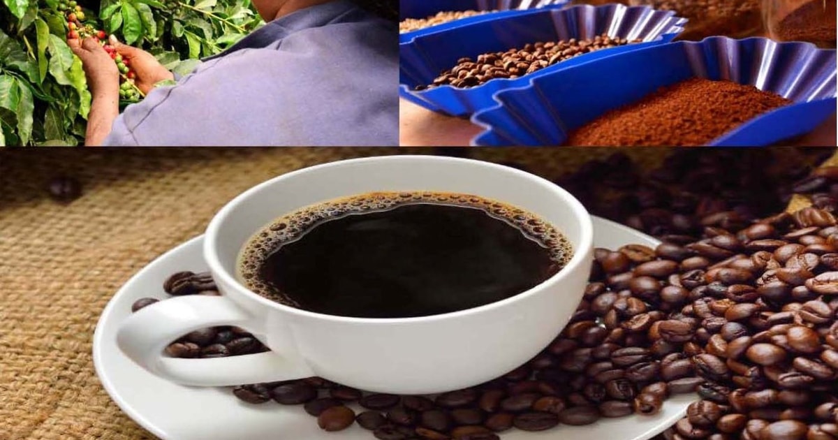 Day Tour To Fairview Coffee Farm | GetYourGuide