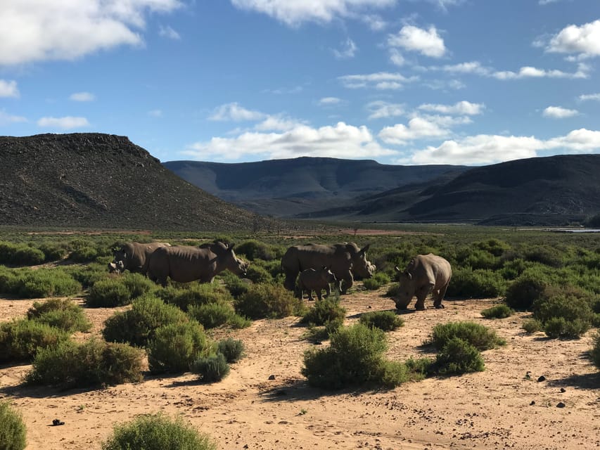 Garden Route Safari and Great White Shark Diving | GetYourGuide