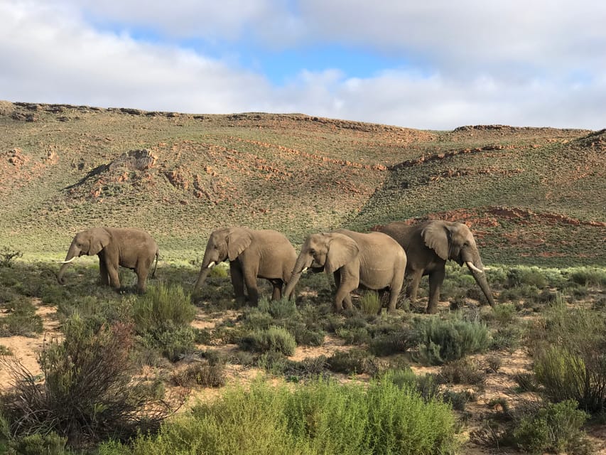 Garden Route Safari and Great White Shark Diving | GetYourGuide