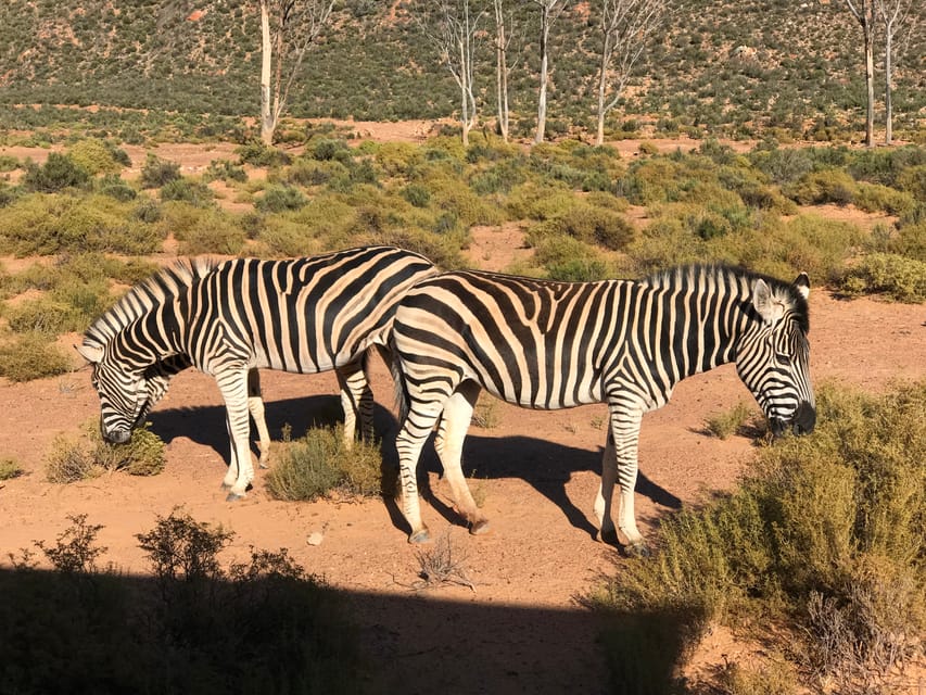 Garden Route Safari and Great White Shark Diving | GetYourGuide