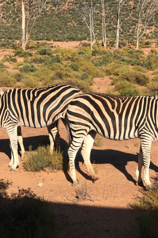 Garden Route Safari and Great White Shark Diving | GetYourGuide