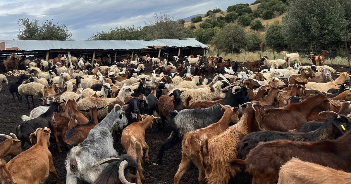 Visita un allevamento di capre e pecore | GetYourGuide